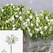 Brodea | Wholesale Flowers UK | Wedding Flowers | Triangle Nursery
