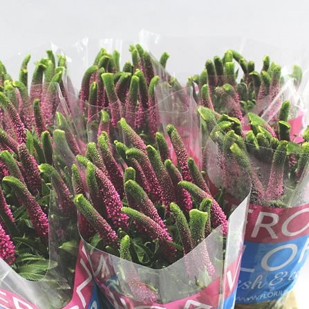 VERONICA CAYA 60cm | Wholesale Dutch Flowers & Florist Supplies UK