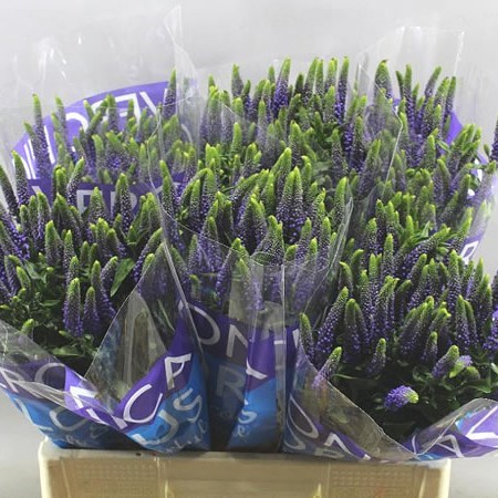 VERONICA CAYA 50cm | Wholesale Dutch Flowers & Florist Supplies UK