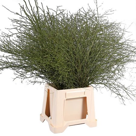 Greenery | Wholesale Flowers UK | Wedding Flowers | Triangle Nursery