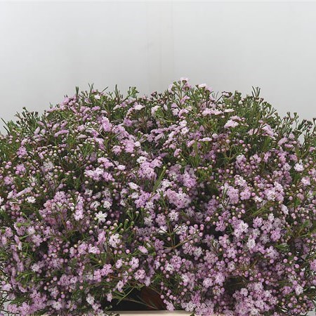 Waxflower Raspberry Ripple 65cm | Wholesale Flowers & florist Supplies UK