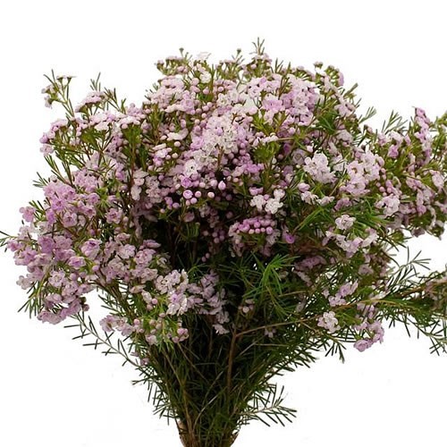 Waxflower Raspberry Ripple 65cm | Wholesale Flowers & florist Supplies UK