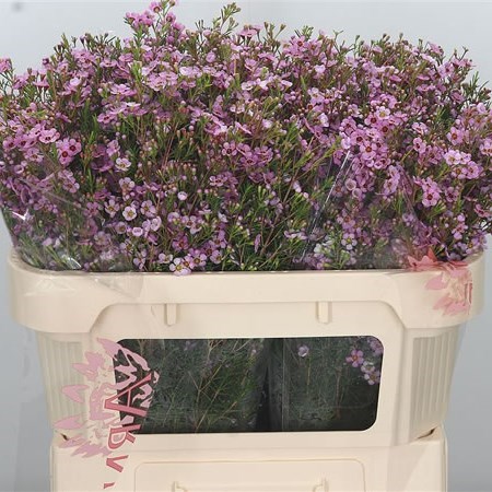 Waxflower Raspberry Ripple 65cm | Wholesale Flowers & florist Supplies UK