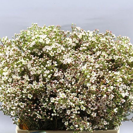 Waxflower Raspberry Ripple 65cm | Wholesale Flowers & florist Supplies UK