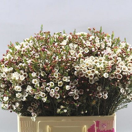 Waxflower Raspberry Ripple 65cm | Wholesale Flowers & florist Supplies UK