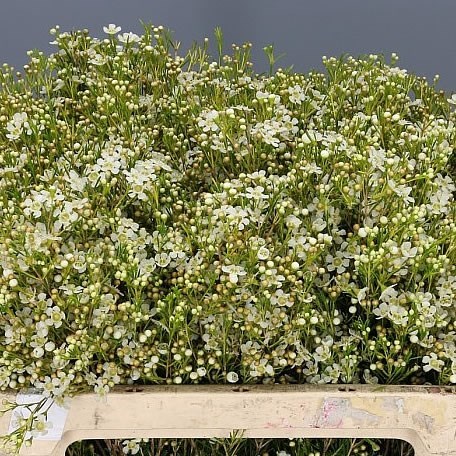 Waxflower | Wholesale Flowers UK | Wedding Flowers | Triangle Nursery