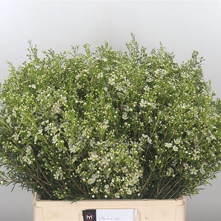 Waxflower | Wholesale Flowers UK | Wedding Flowers | Triangle Nursery