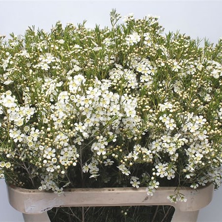 Waxflower | Wholesale Flowers UK | Wedding Flowers | Triangle Nursery