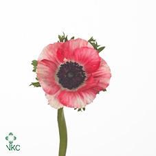 Buy fresh cut Anemones | Wholesale Flowers & Florist Supplies UK