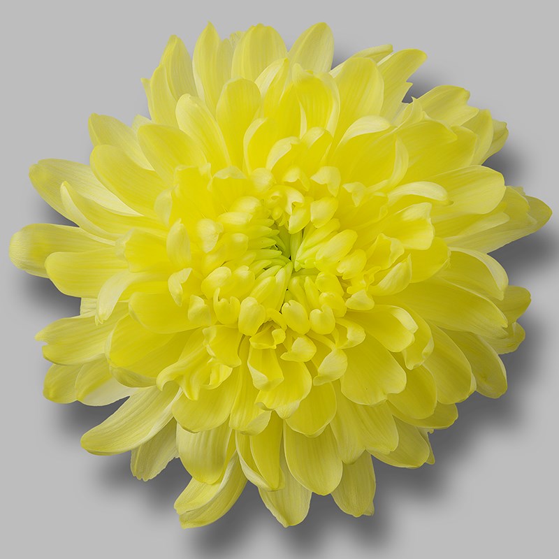 Chrysant sgl. Baltazar 70cm | Wholesale Dutch Flowers & Florist Supplies UK