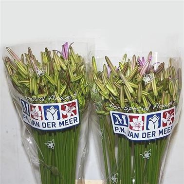 Brodea | Wholesale Flowers UK | Wedding Flowers | Triangle Nursery