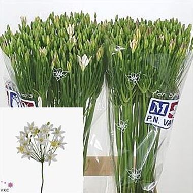 Brodea | Wholesale Flowers UK | Wedding Flowers | Triangle Nursery