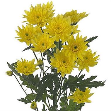 Chrysanthemum Spray Wholesale Flowers Uk Wedding Flowers Triangle