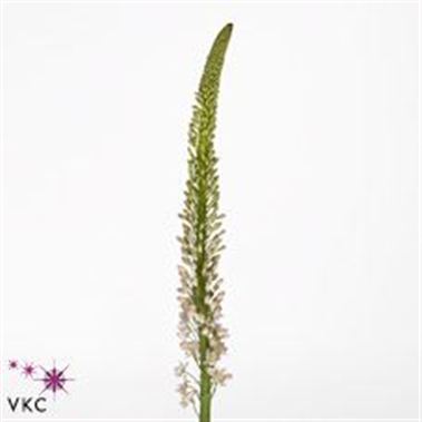 Eremurus | Wholesale Flowers UK | Wedding Flowers | Foxtail Lily