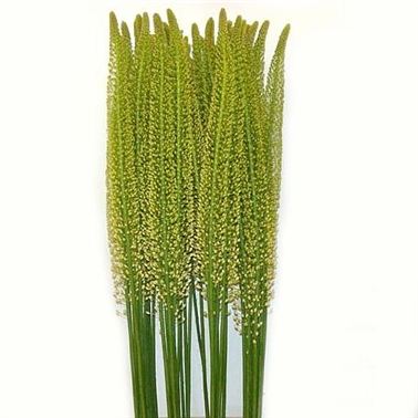 Eremurus | Wholesale Flowers UK | Wedding Flowers | Foxtail Lily