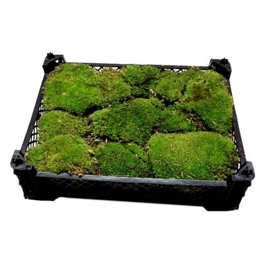 Buy Fresh Moss | Wholsale Flowers & Florist Supplies UK