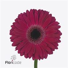 Gerbera | Wholesale Flowers UK | Wedding Flowers | Triangle Nursery