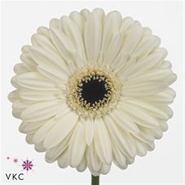 Gerbera eclair box
