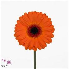 Germini | Wholesale Flowers UK | Wedding Flowers | Triangle Nursery