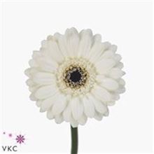 Germini | Wholesale Flowers UK | Wedding Flowers | Triangle Nursery