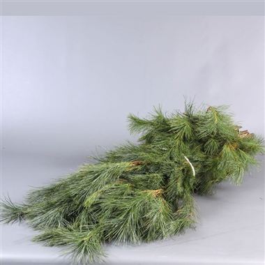 Christmas Foliage | Wholesale Flowers UK | Triangle Nursery