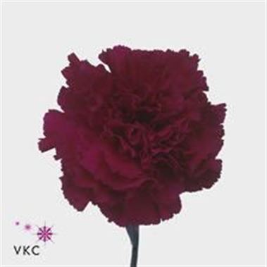 Carnation America | Wholesale Flowers & Florist Supplies UK
