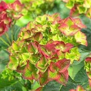 Hydrangea | Wholesale Flowers UK | Wedding Flowers | Triangle Nursery