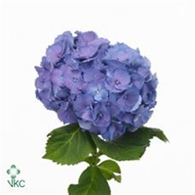 Hydrangea | Wholesale Flowers UK | Wedding Flowers | Triangle Nursery