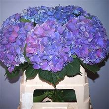 Hydrangea Colombian Ivory | Wholesale Flowers UK | Wedding Flowers ...