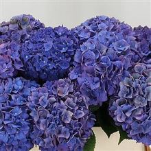 Hydrangea | Wholesale Flowers UK | Wedding Flowers | Triangle Nursery