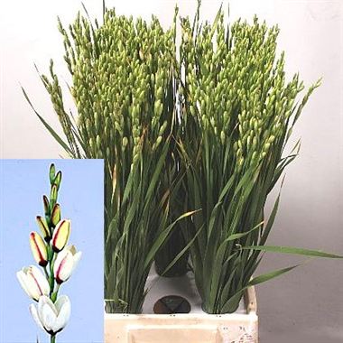 Brodea | Wholesale Flowers UK | Wedding Flowers | Triangle Nursery