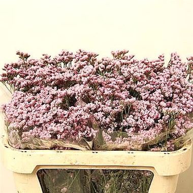 Statice & Limonium | Wholesale Flowers UK | Wedding Flowers | Triangle ...