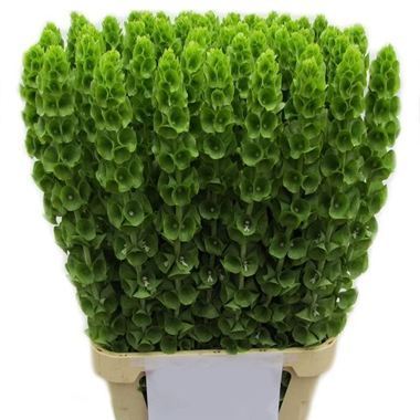 Wholesale Molucella Guide & Wedding Flower Guides UK | Triangle Nursery