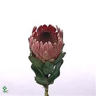 Proteas | Wholesale Flowers UK | Wedding Flowers | Protea