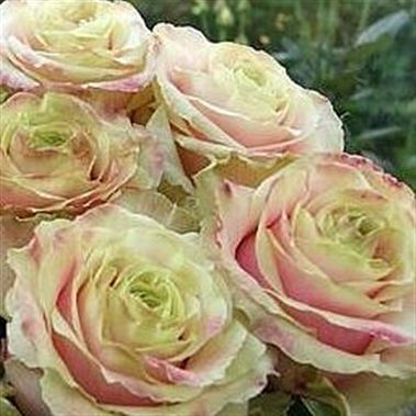 Rose Avalanche 50cm | Wholesale Flowers & Florist Supplies UK