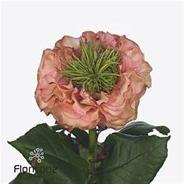 Scented Garden Roses from Holland | Wholesale Flowers & Florist Supplies UK