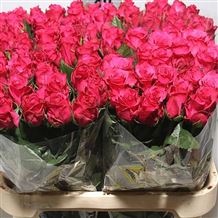 Earl Grey Knight Roses x 20 | Wholesale Flowers & Florist Supplies UK