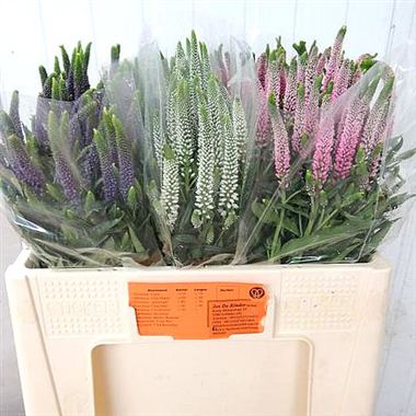 Veronica | Wholesale Flowers UK | Wedding Flowers | Triangle Nursery