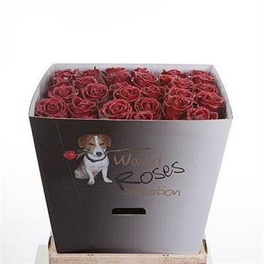 Buy Waxed Roses & Waxed Rose Hips | Wholesale Flowers & Florist Supplies UK