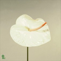 Anthuriums | Wholesale Flowers & Florist Supplies UK