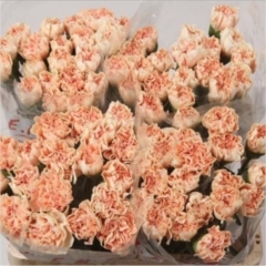 Carnation Standard | Wholesale Flowers UK | Wedding Flowers | Triangle ...