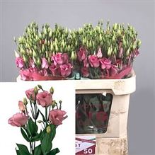 Eustoma Lisianthus | Wholesale Flowers UK | Wedding Flowers | Triangle ...