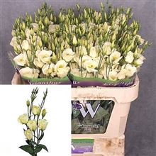 Eustoma Lisianthus | Wholesale Flowers UK | Wedding Flowers | Triangle ...