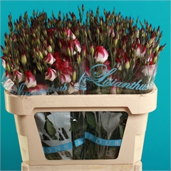 Eustoma Lisianthus | Wholesale Flowers UK | Wedding Flowers | Triangle ...