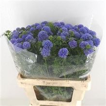 Scinus Molle (pepperberries) | Wholesale Flowers & Florist Supplies UK