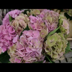 Hydrangea | Wholesale Flowers UK | Wedding Flowers | Triangle Nursery