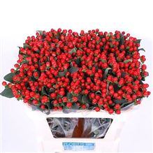 Hypericum | Wholesale Flowers UK | Wedding Flowers | St Johns Wort