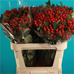 Hypericum | Wholesale Flowers UK | Wedding Flowers | St Johns Wort