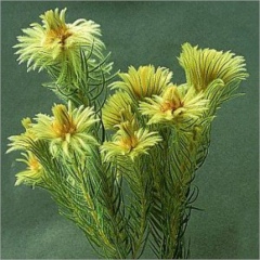 Tropical Flowers | Wholesale Flowers UK | Wedding Flowers | Triangle ...