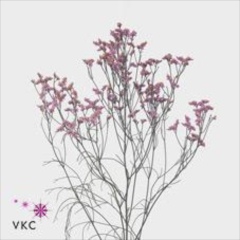 Statice & Limonium | Wholesale Flowers UK | Wedding Flowers | Triangle ...